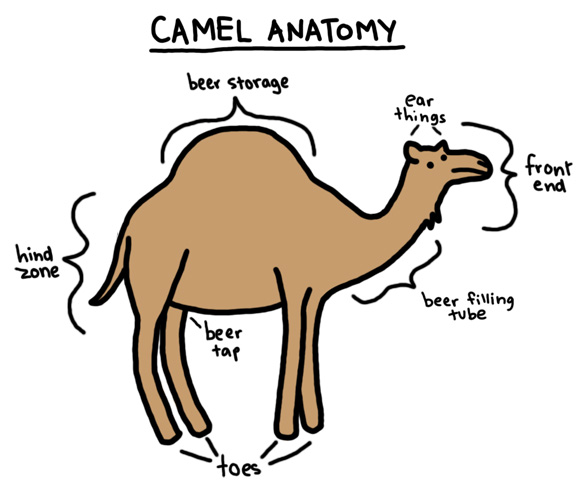 camel-anatomy – MoPo Geek